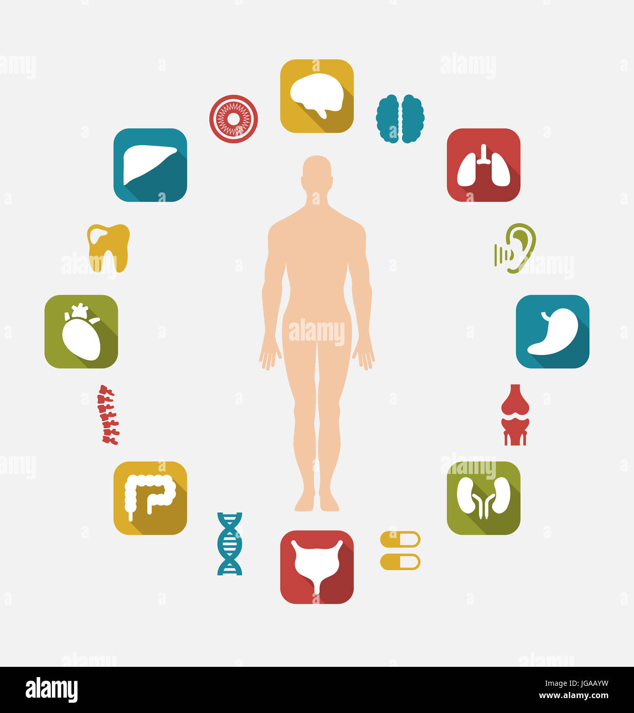 Illustration Infographic of Internal Human Organs, Colorful Simple Flat ...