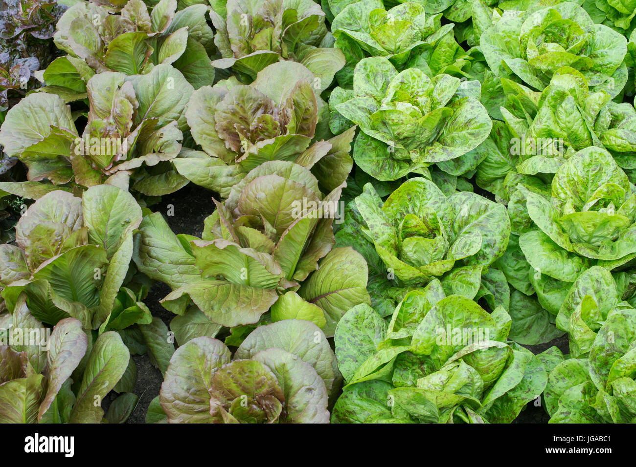 Lactuca sativa dark red cos hi-res stock photography and images - Alamy