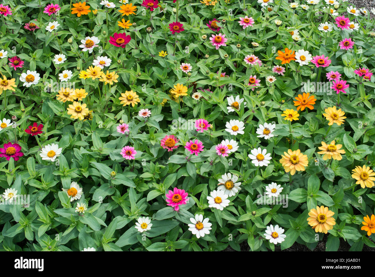 Zinnia Hybrida High Resolution Stock Photography and Images - Alamy
