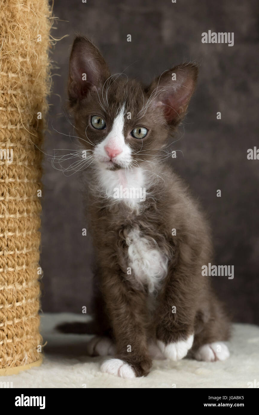 Curly La Perm kitten Stock Photo - Alamy