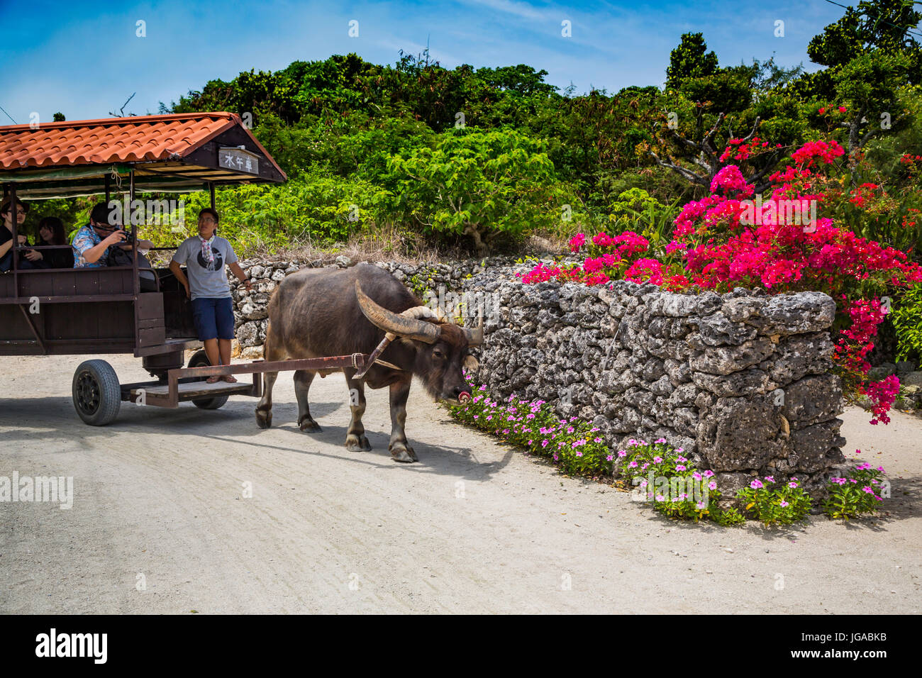 Water buffalo cart hi-res stock photography and images - Alamy