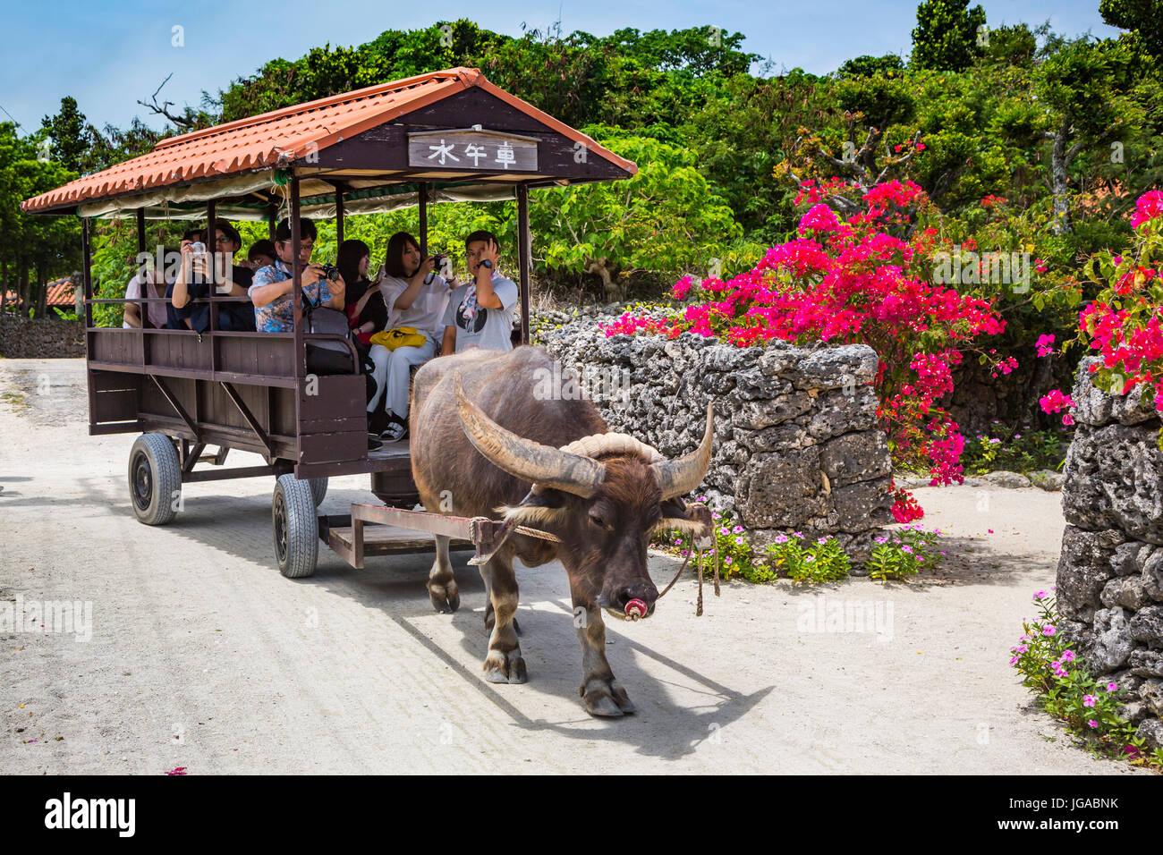 Tourists recieve rides on water buffalo carts in the village street on ...