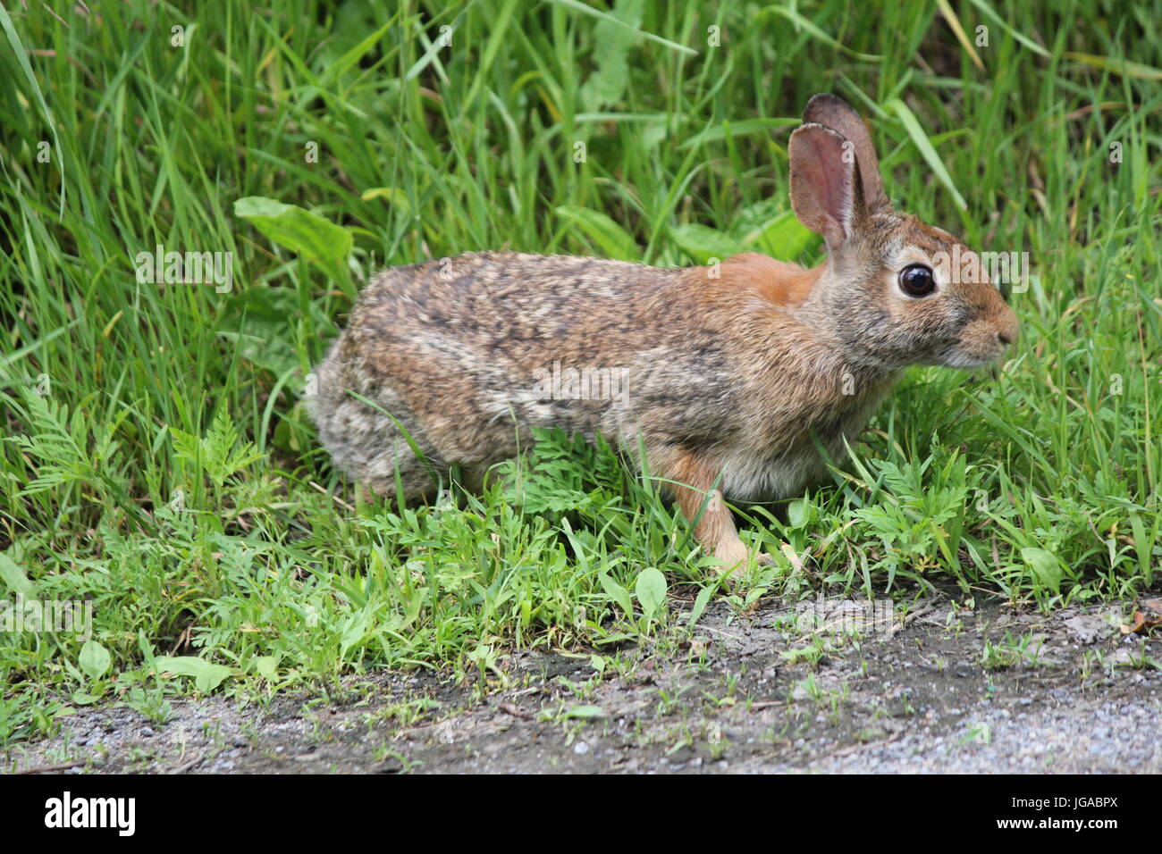 Eastern Cottontail rabbit (Sylvilagus floridanus) in the lush grass ...