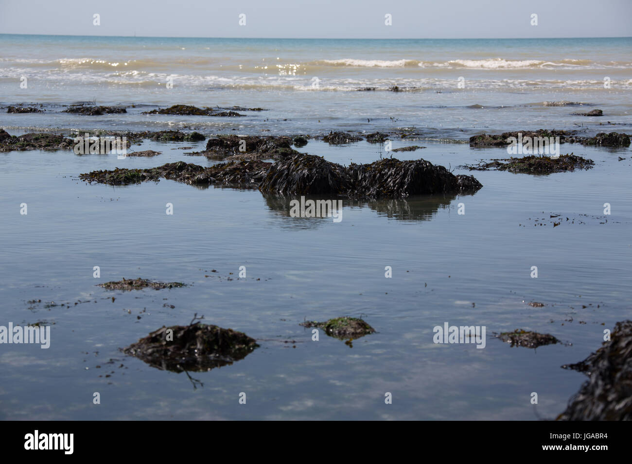 Tidal pools, Rottindean near Brighton Marina: relics of Daddy Longlegs ...