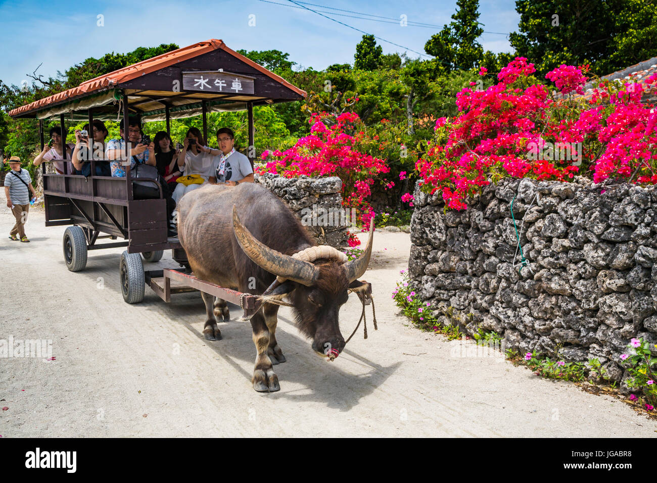 Tourists recieve rides on water buffalo carts in the village street on ...