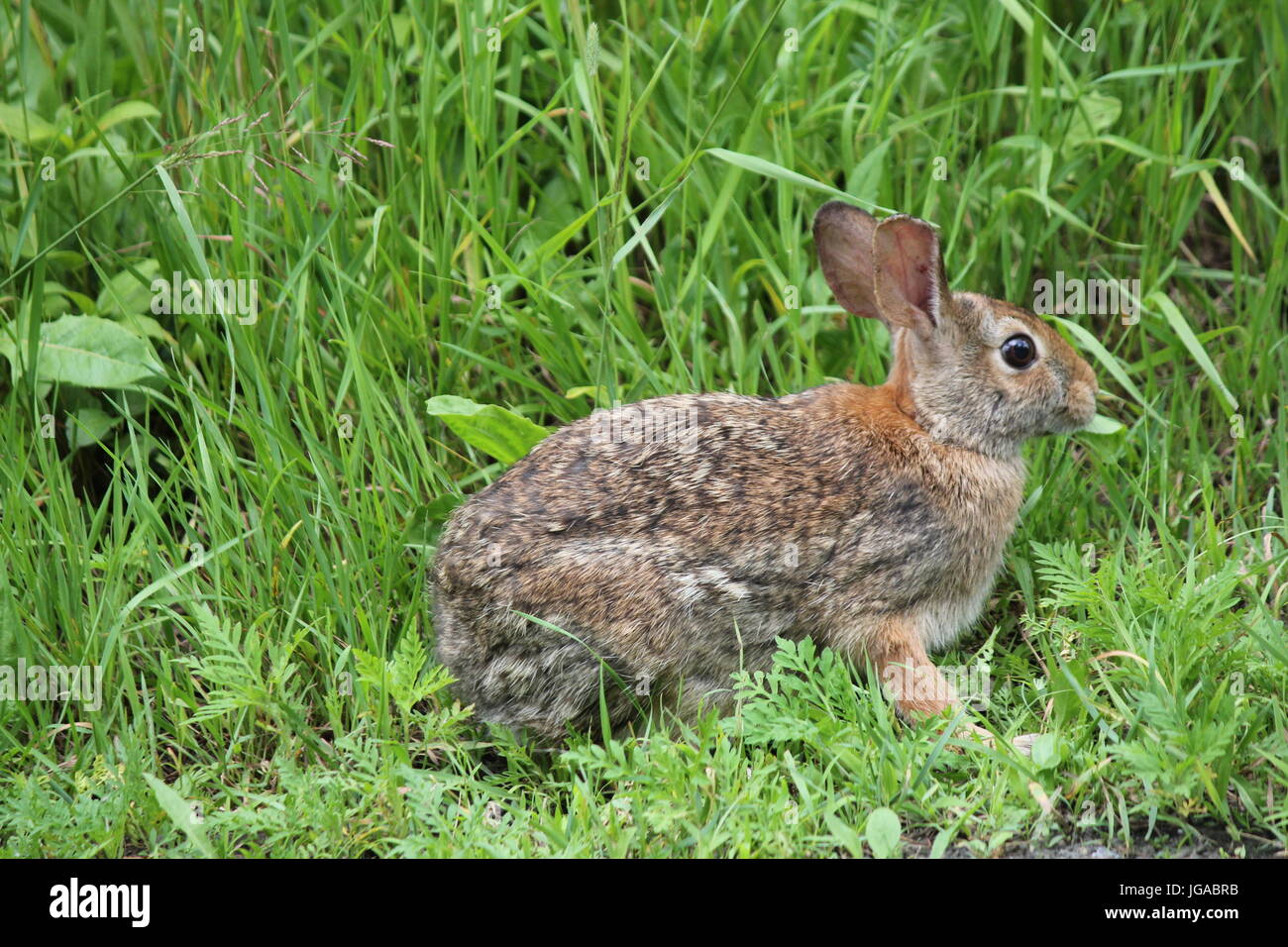 Eastern Cottontail rabbit (Sylvilagus floridanus) in the lush grass ...