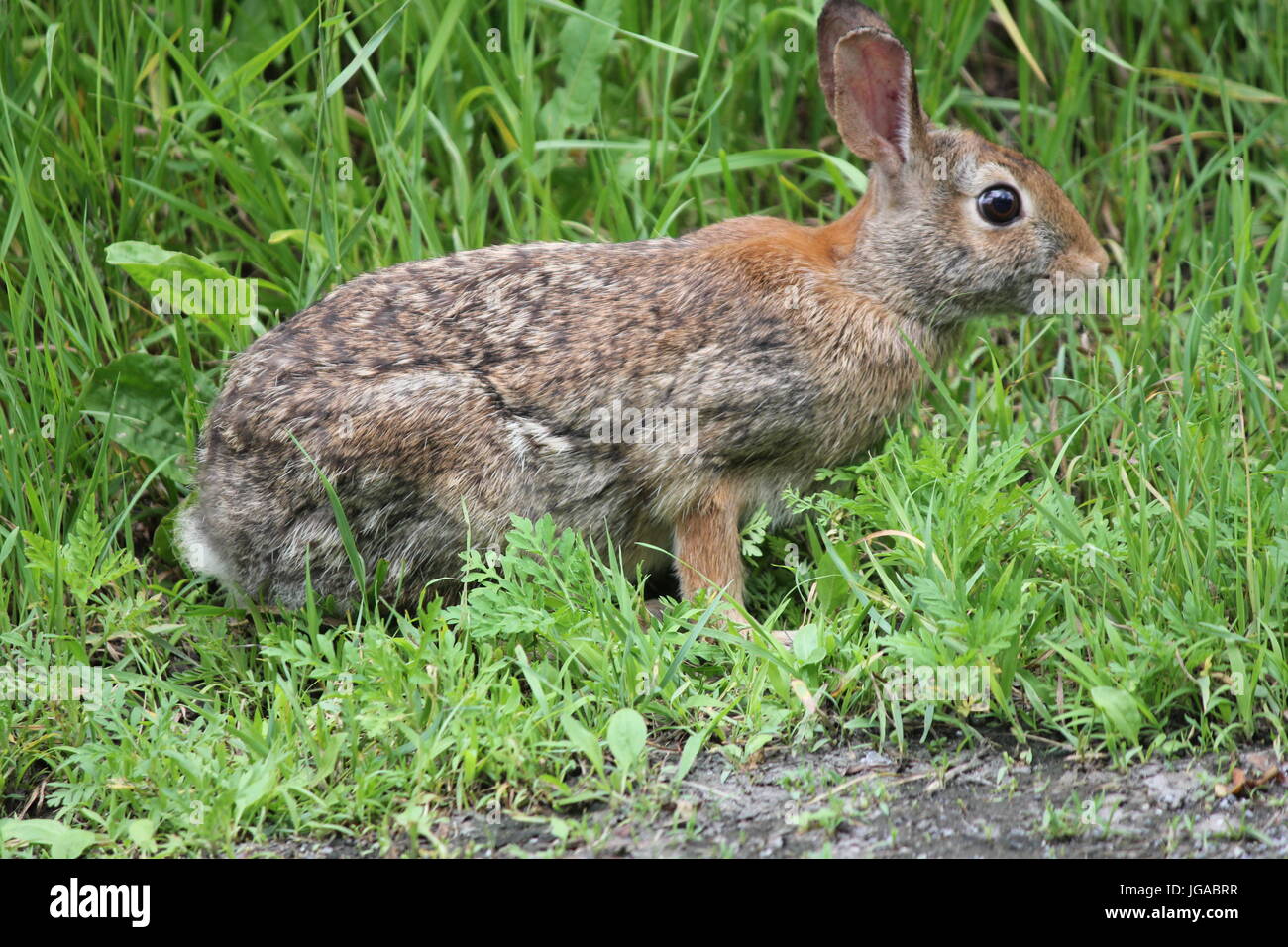 Eastern Cottontail rabbit (Sylvilagus floridanus) in the lush grass ...