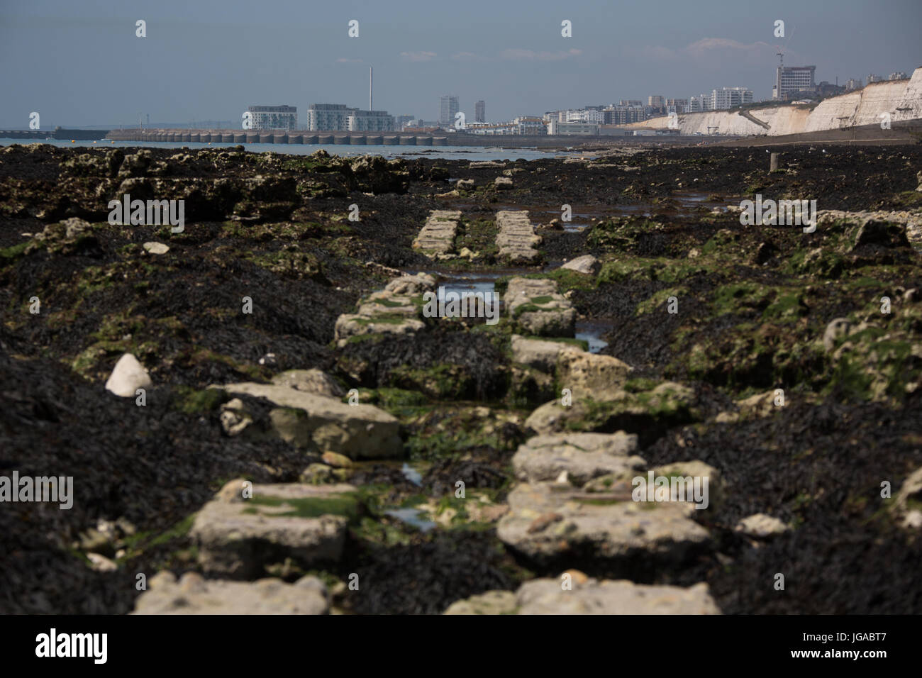 Tidal pools, Rottindean near Brighton Marina: relics of Daddy Longlegs ...
