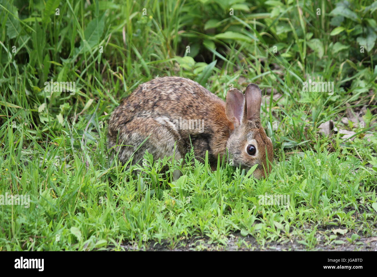 Eastern Cottontail rabbit (Sylvilagus floridanus) in the lush grass ...