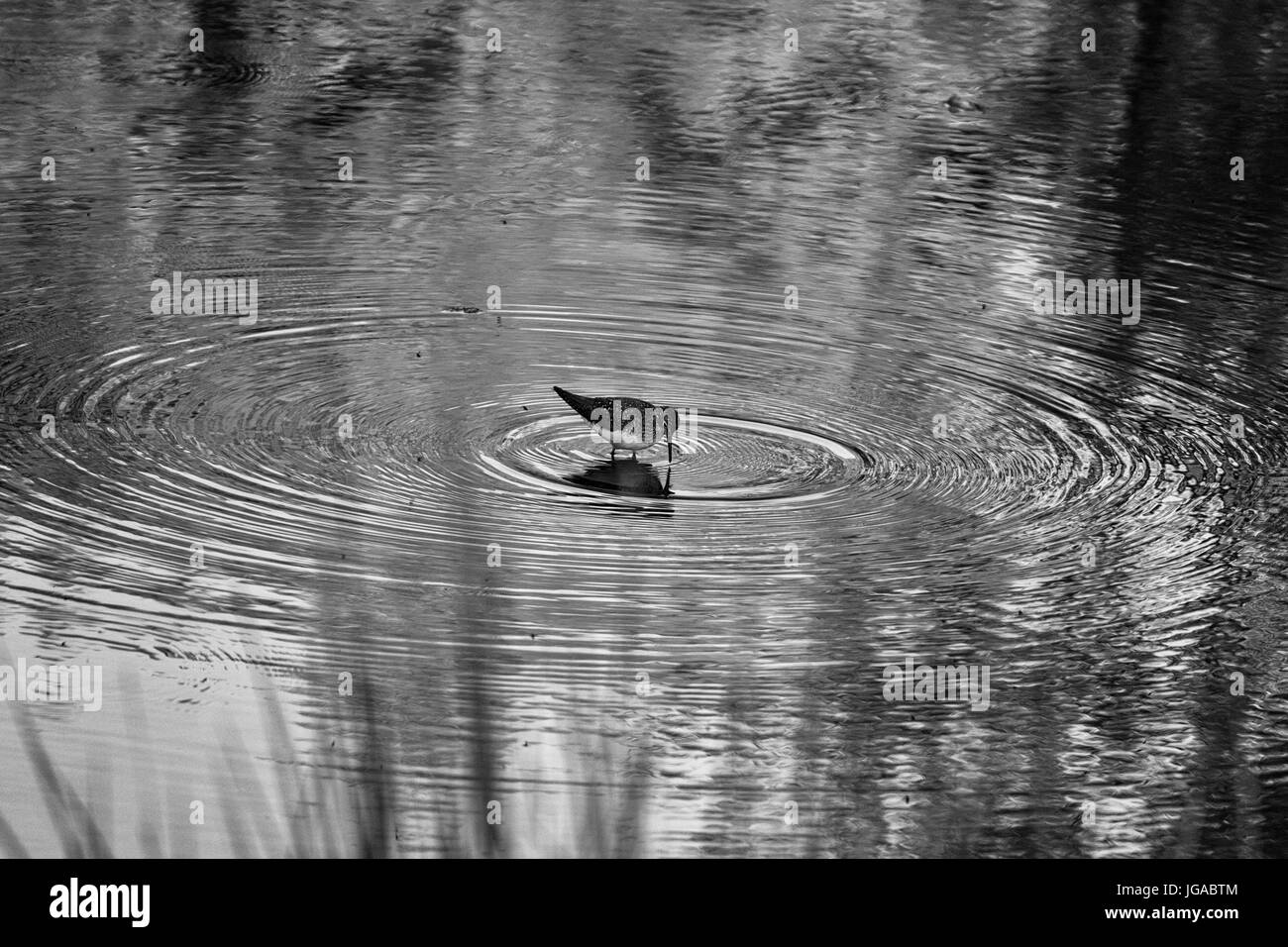 a small water bird drinks in a pond, causing circular ripples Stock ...