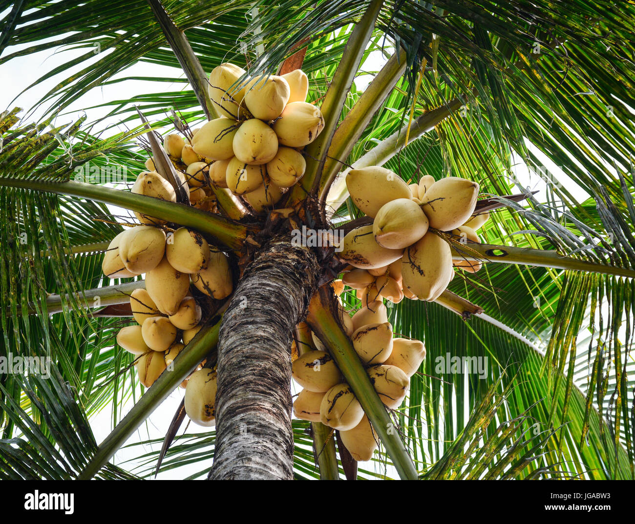 Coconut tree and fruits at sunny day in summer. Close up Stock Photo ...