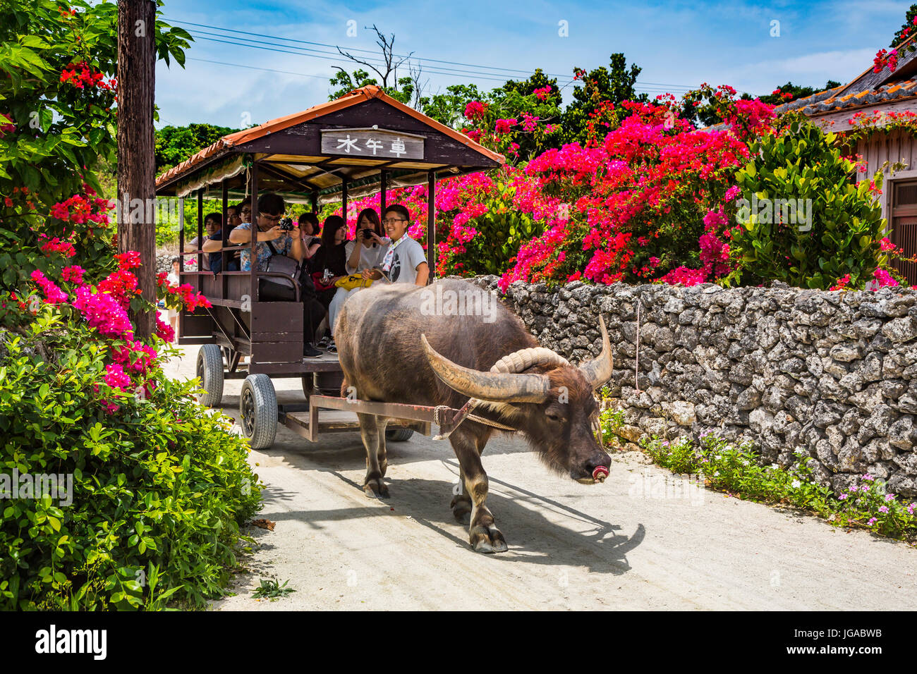Taketomi water buffalo cart hi-res stock photography and images - Alamy