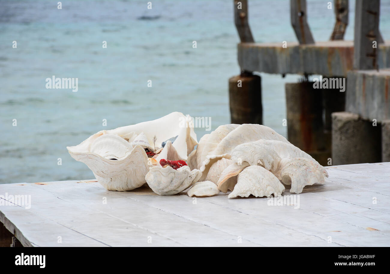 Close-up of shells on wooden floor with seascape background Stock Photo ...