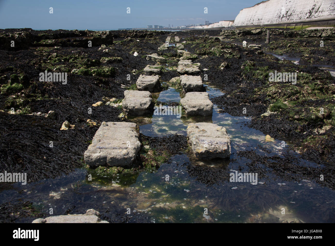Tidal pools, Rottindean near Brighton Marina: relics of Daddy Longlegs ...