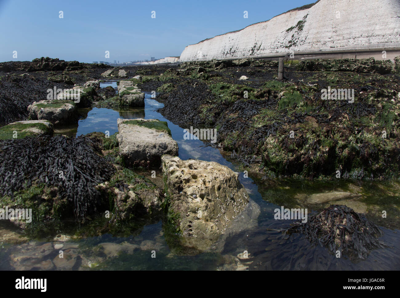 Tidal pools, Rottindean near Brighton Marina: relics of Daddy Longlegs ...