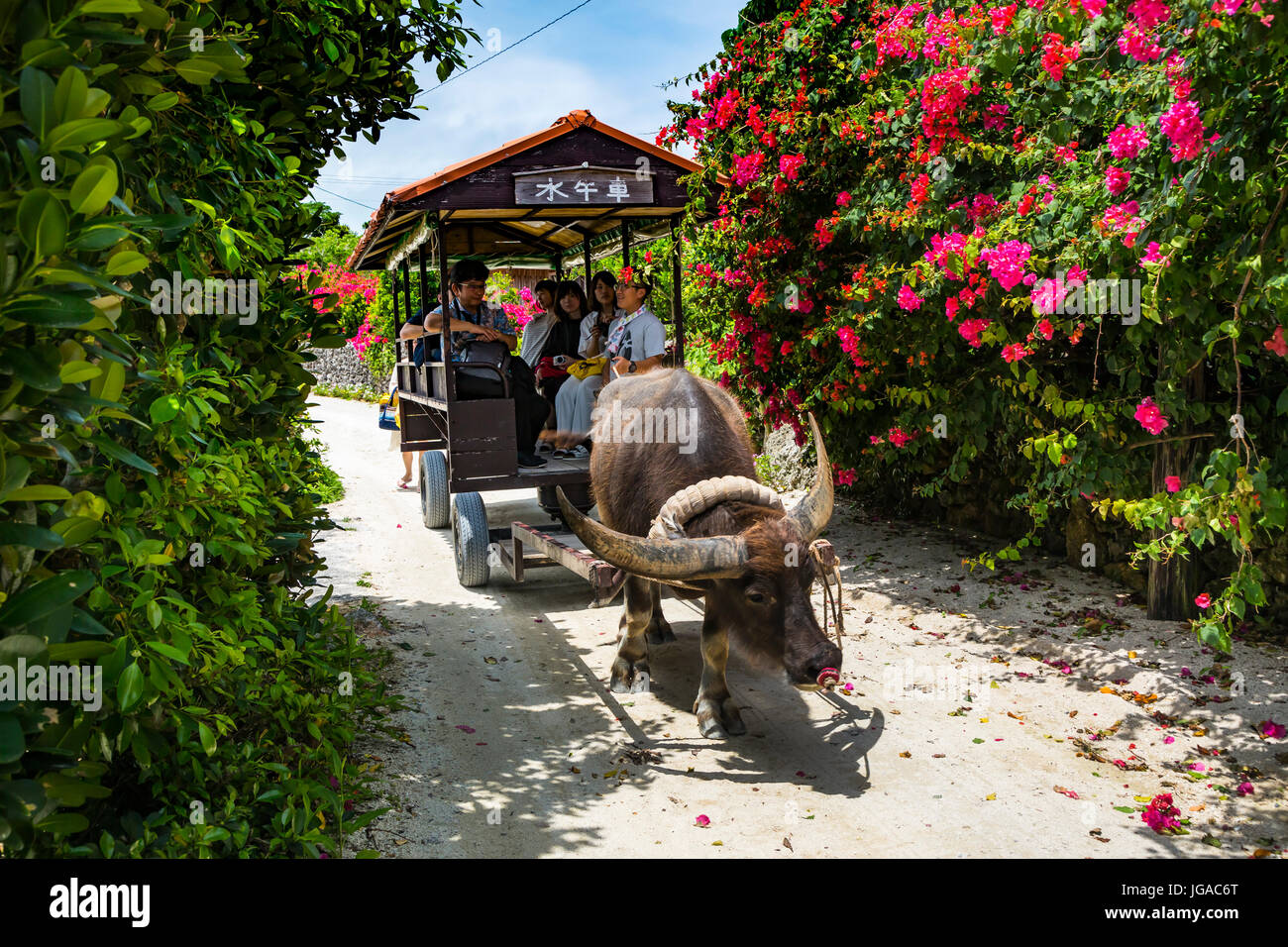 Tourists recieve rides on water buffalo carts in the village street on ...