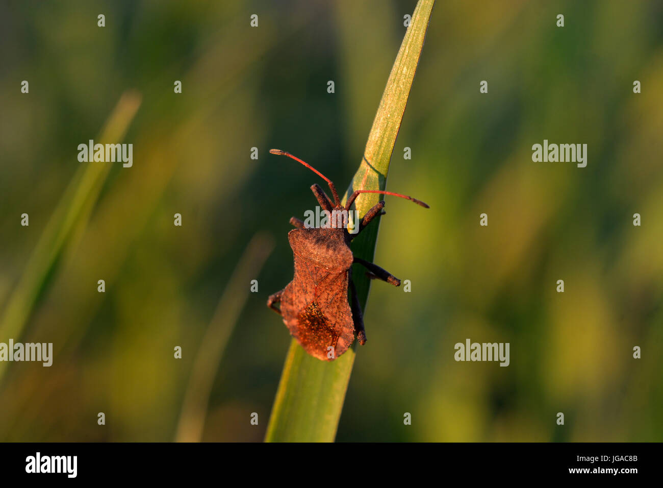 Bugs on grass blades Stock Photo - Alamy
