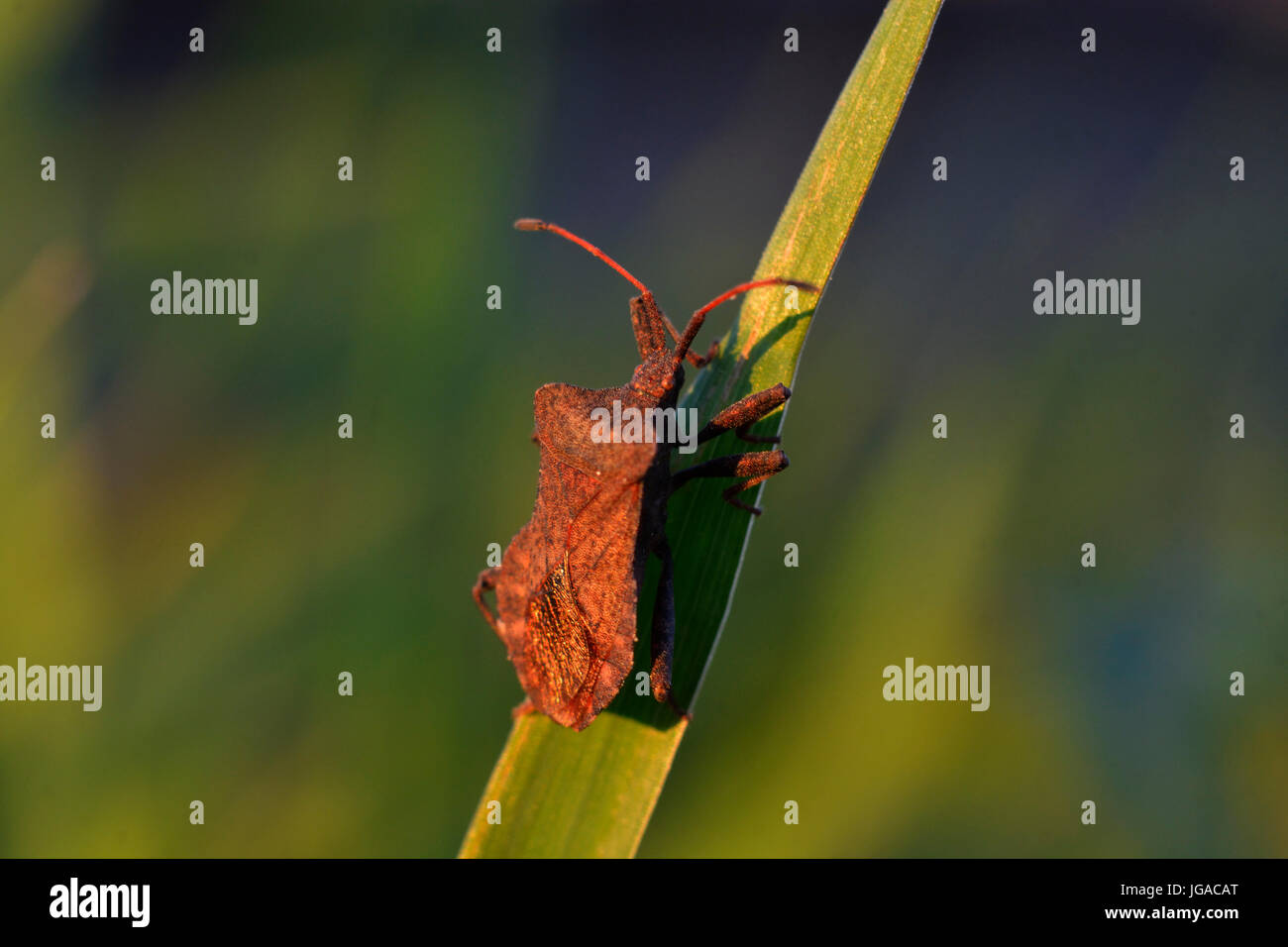 Bugs on grass blades Stock Photo - Alamy