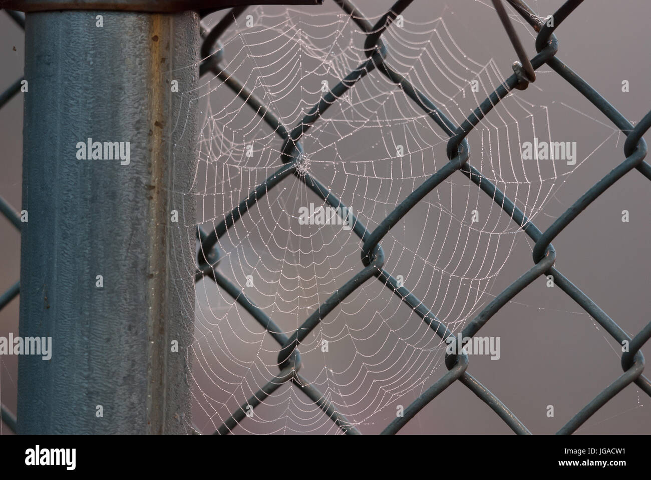 Spiderweb on Chain-link Fence Stock Photo - Alamy
