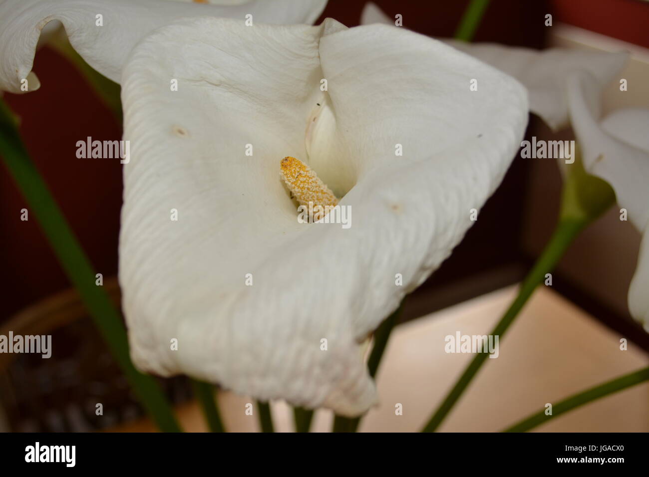 Wilting flower hi-res stock photography and images - Alamy