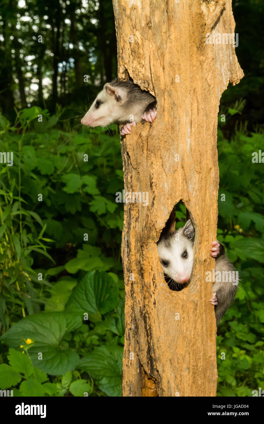 Baby possum hi-res stock photography and images - Alamy
