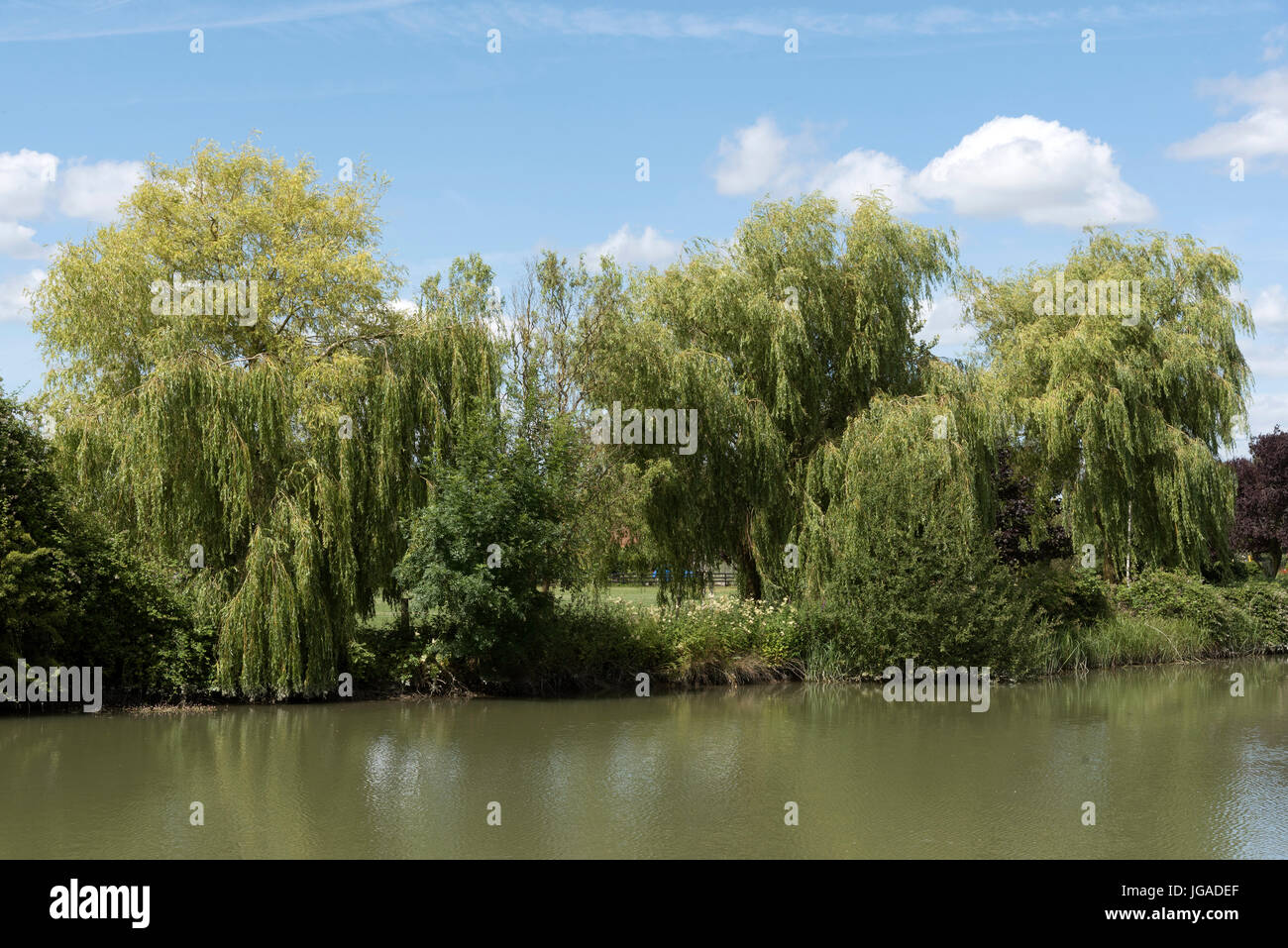 Willow Tree Trees Willows High Resolution Stock Photography and Images ...