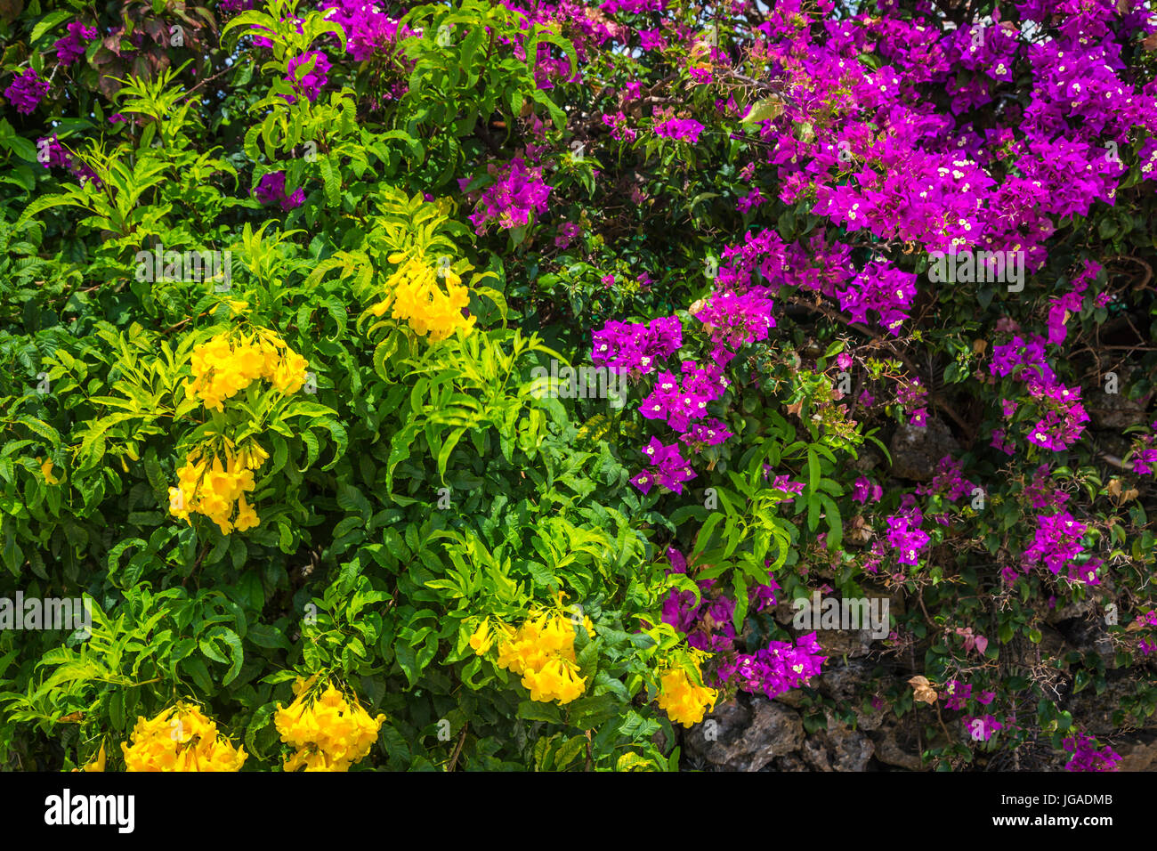 Bougainvillea flowers on Taketomi Island, Okinawa Prefecture, Japan ...
