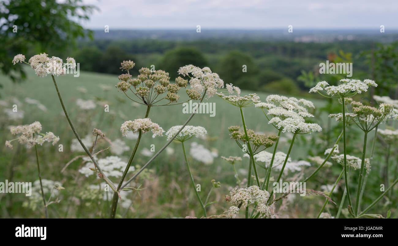The Hog's back near Guildford in Surrey Stock Photo - Alamy
