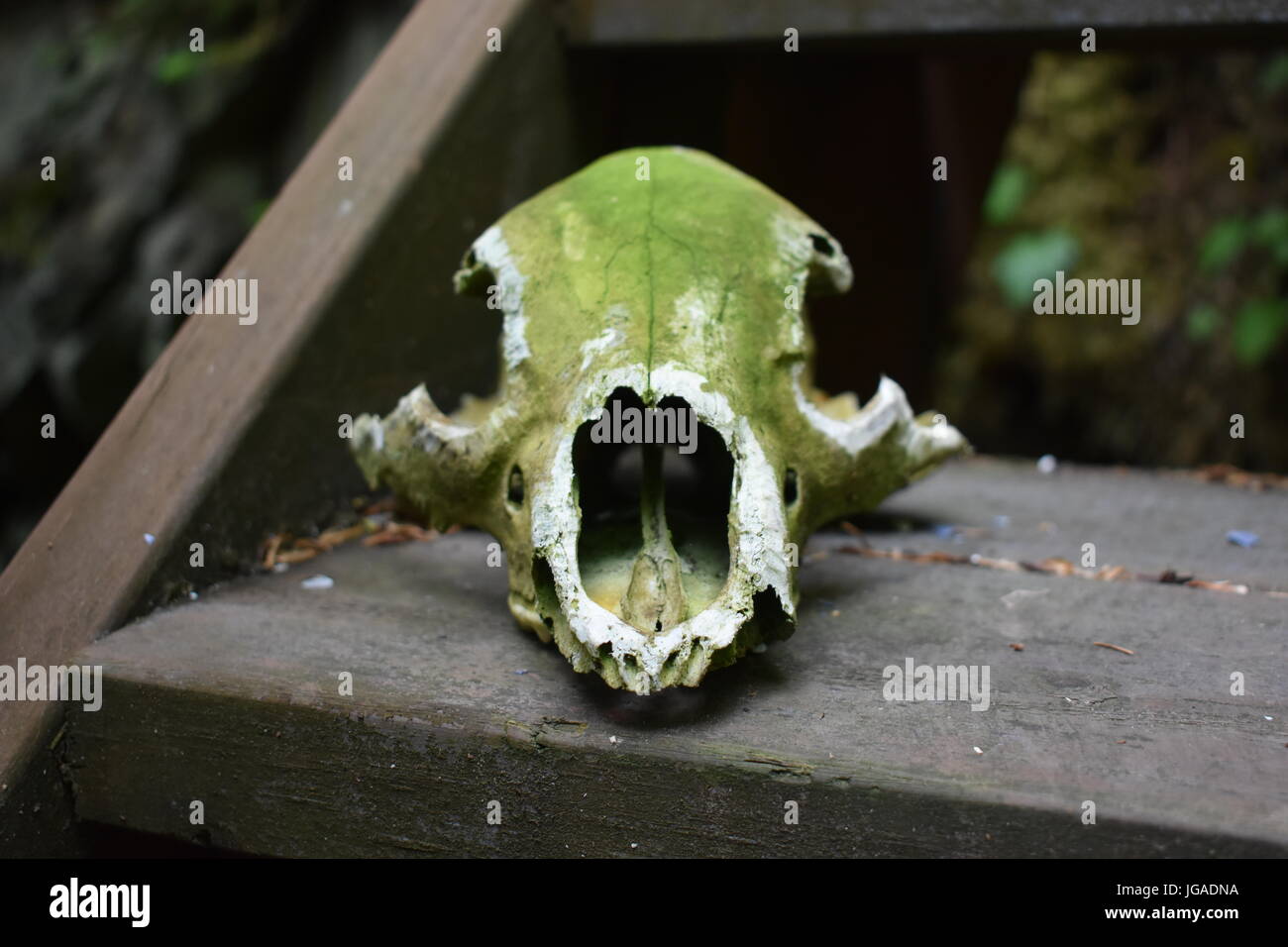 Animal skull hi-res stock photography and images - Alamy