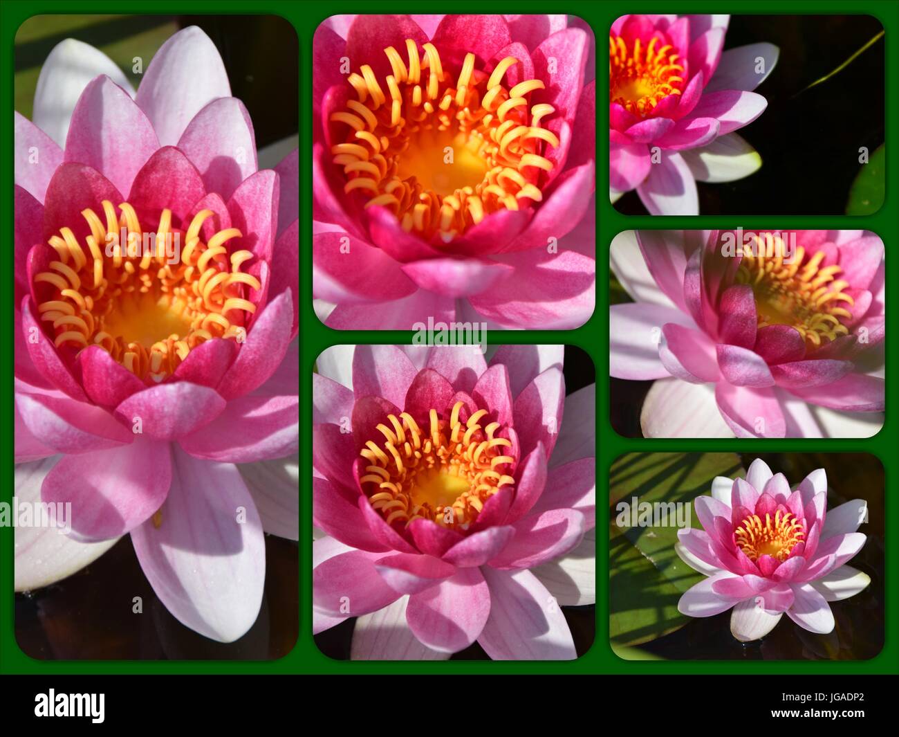 Abstract photo collages, photo collage, Fotokollage Stock Photo - Alamy