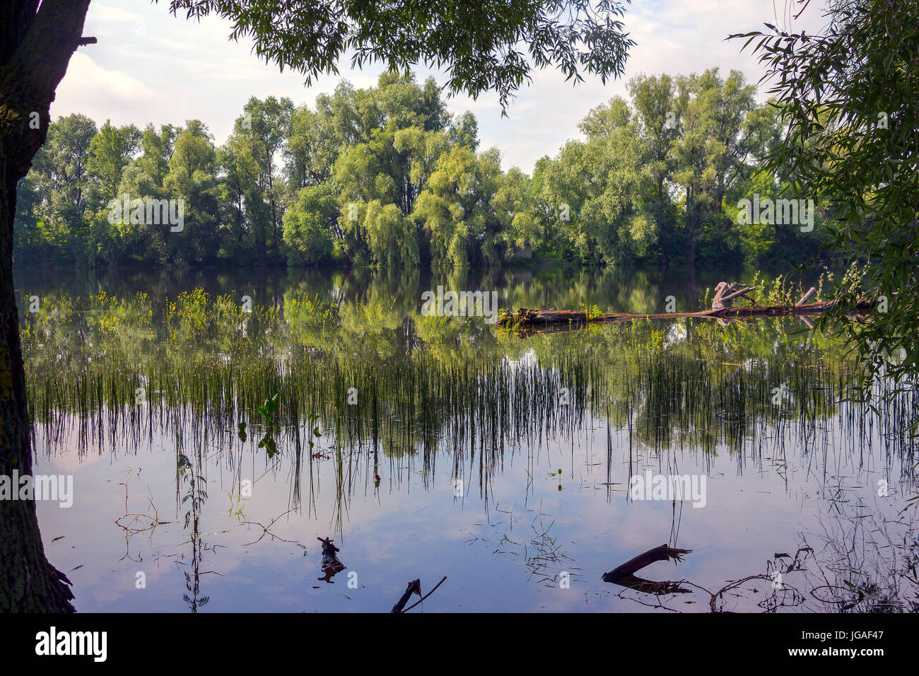 Quiet old pond Stock Photo - Alamy