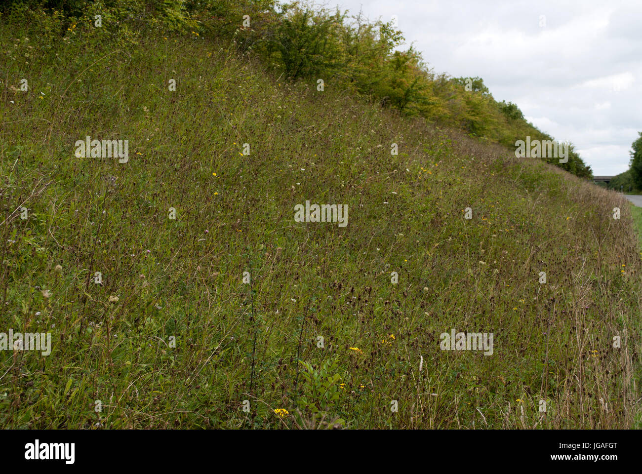 Sloping grass verge on embankment next to a road Stock Photo - Alamy