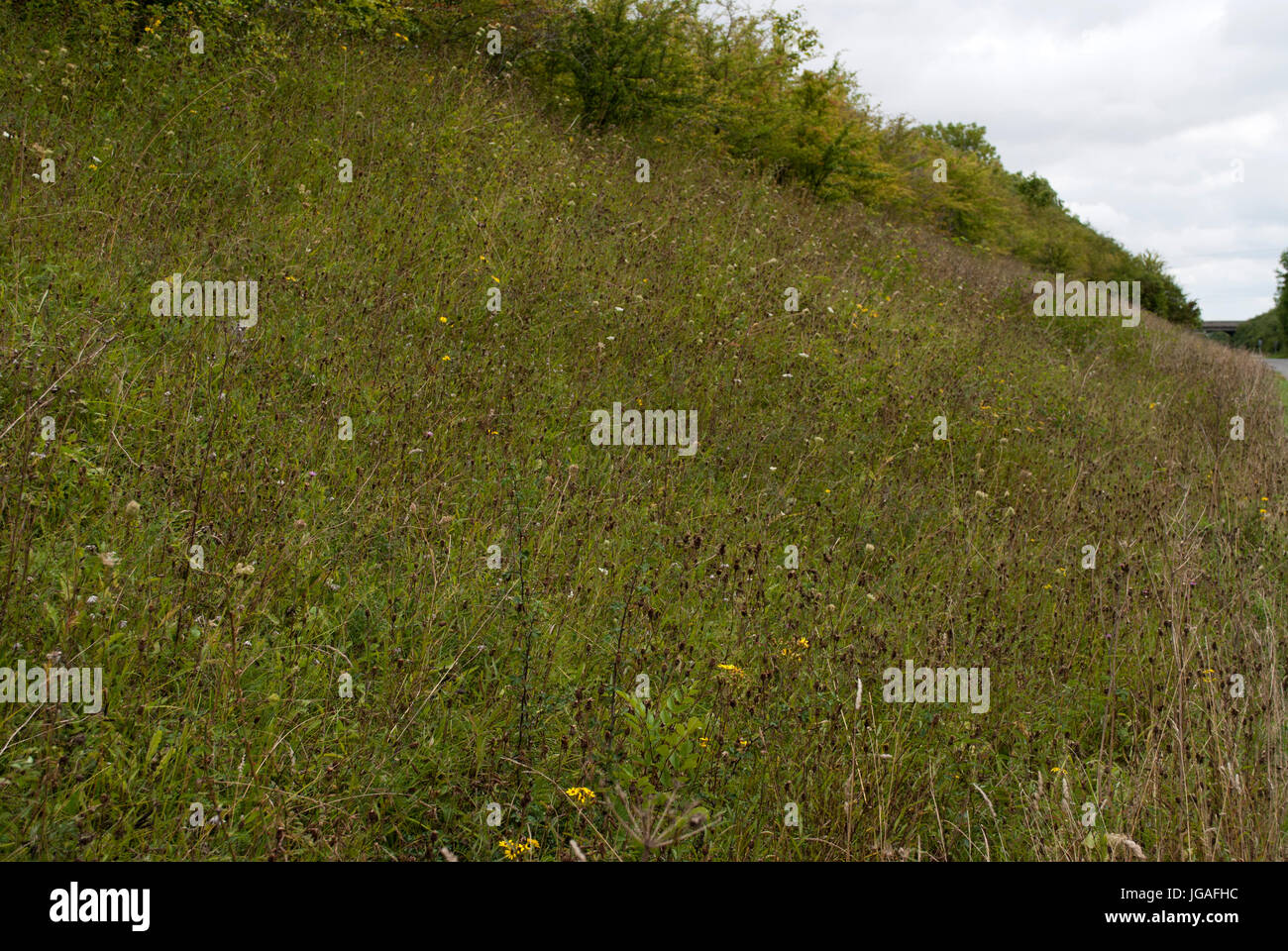 Sloping grass verge on embankment next to a road Stock Photo - Alamy