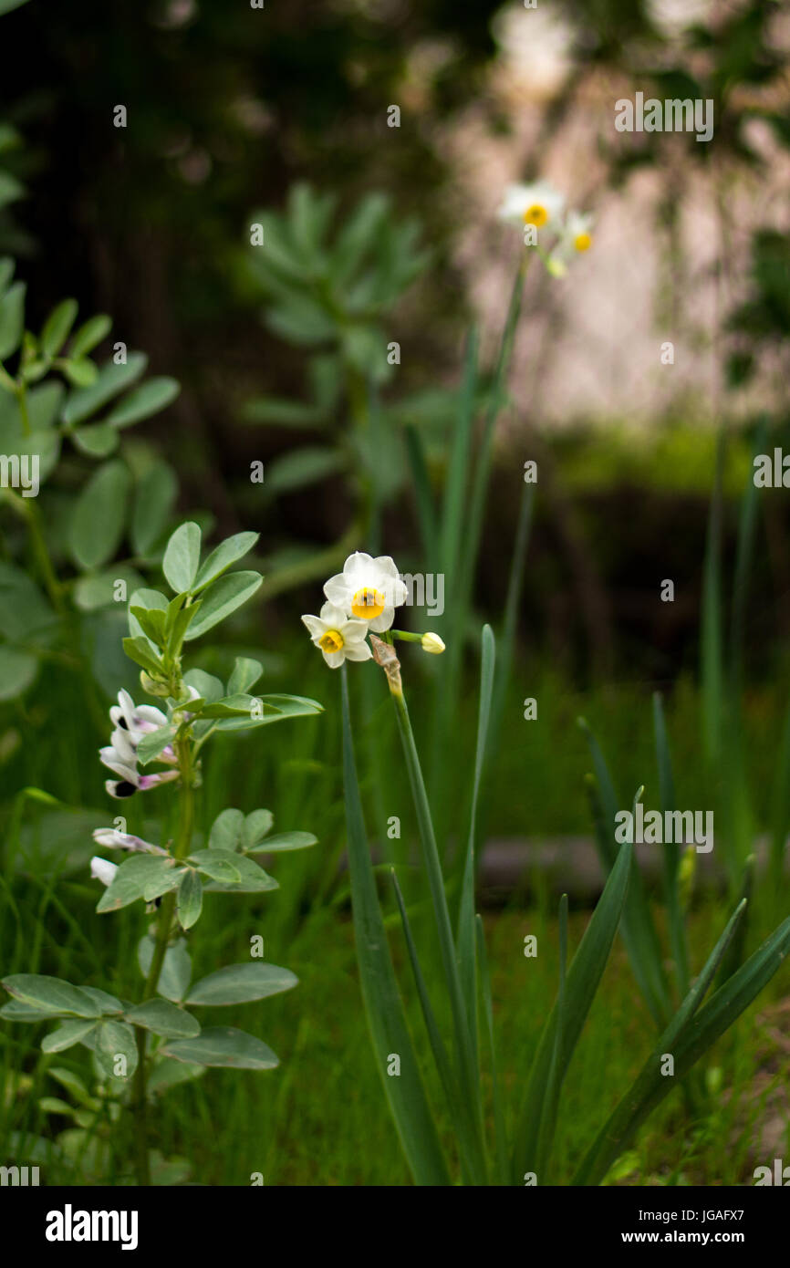 Iran plant hi-res stock photography and images - Alamy