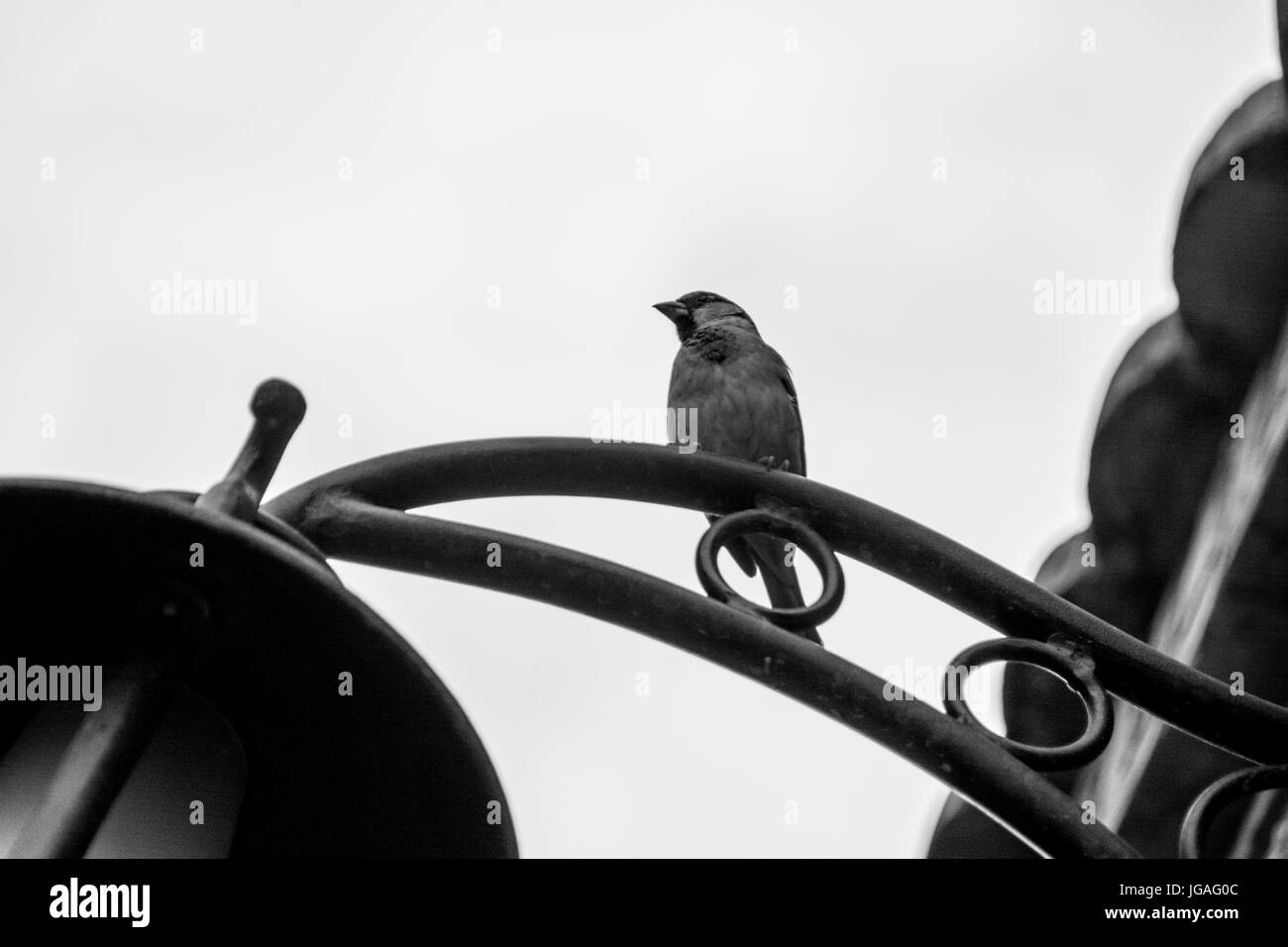 Sparrow bird Black and White Stock Photos & Images - Alamy