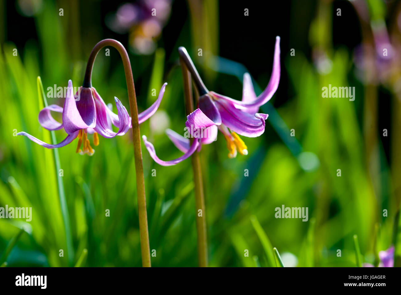 Pink bell flowers hi-res stock photography and images - Alamy