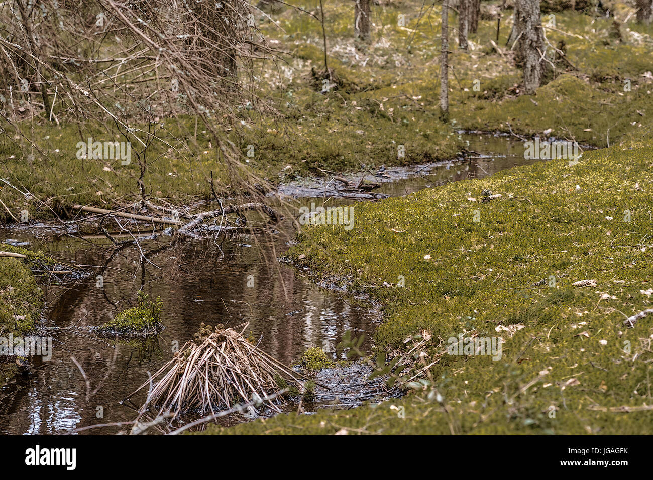 Small forest brook flowing through moss Stock Photo - Alamy