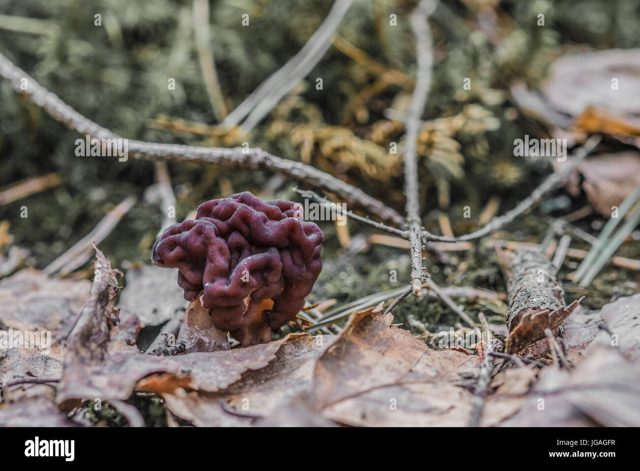 Mushroom morchella esculenta common hi-res stock photography and images ...