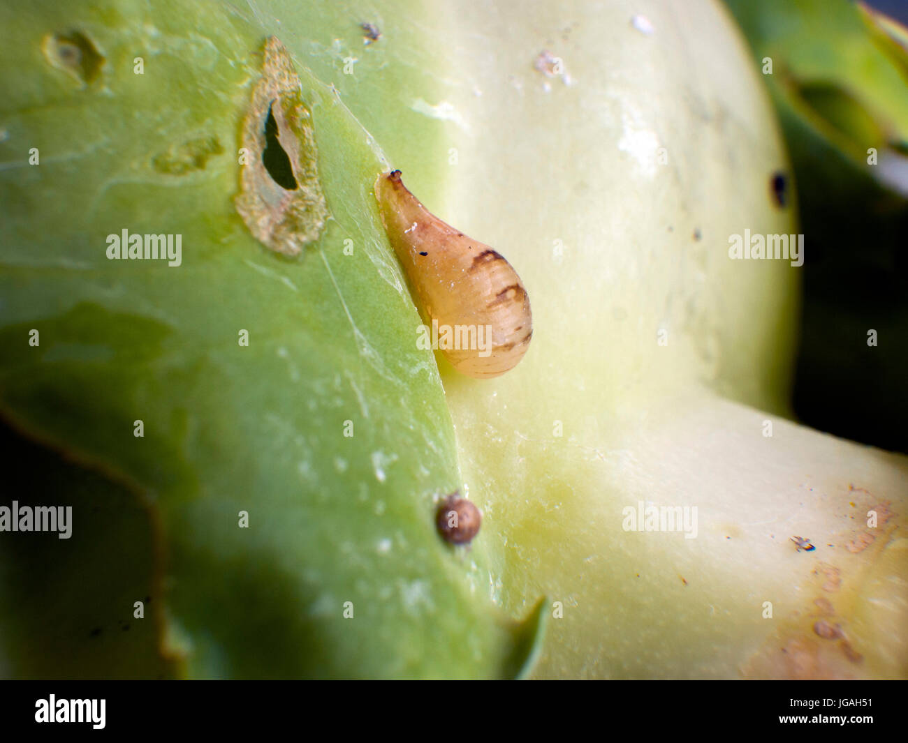 HOVERFLY PUPA. UK Stock Photo - Alamy