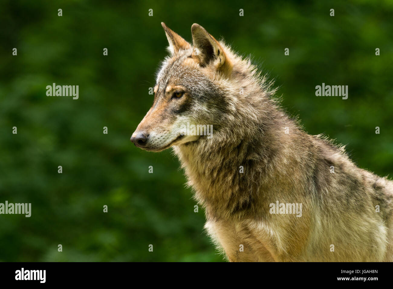 Grey Wolf (Canis lupus Stock Photo - Alamy