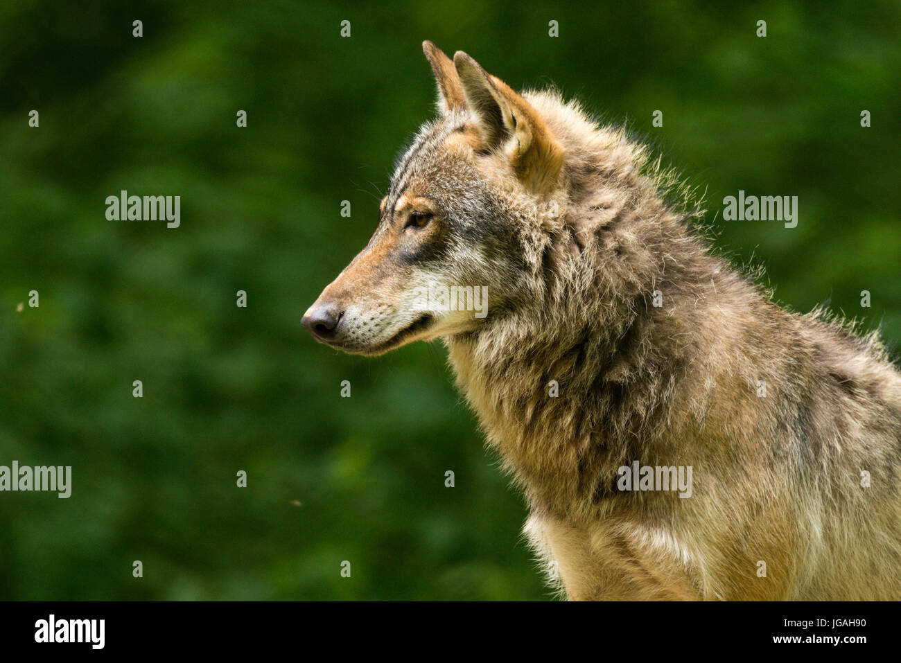 Grey Wolf (Canis lupus Stock Photo - Alamy