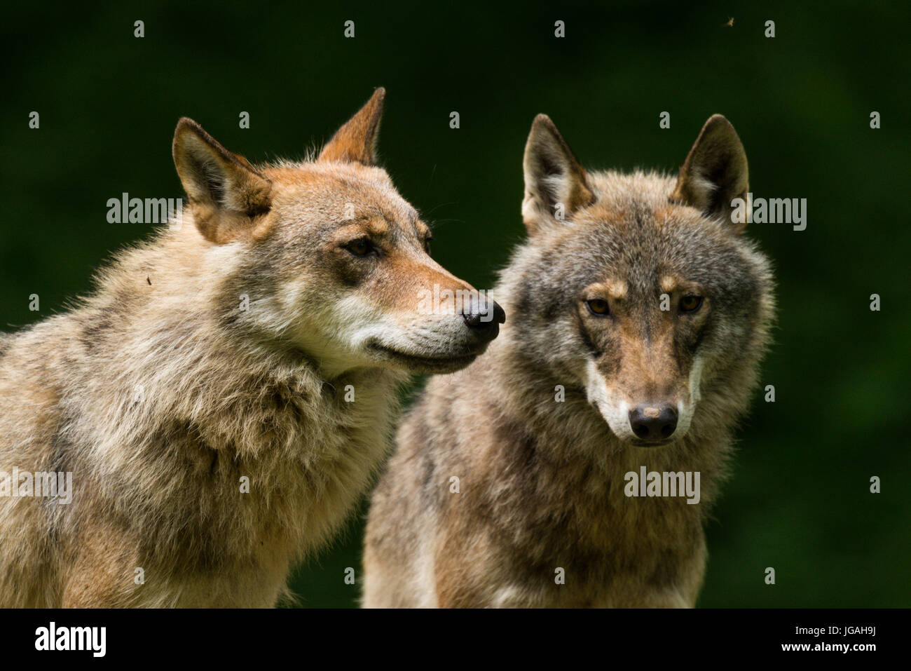 Grey Wolf (Canis lupus Stock Photo - Alamy