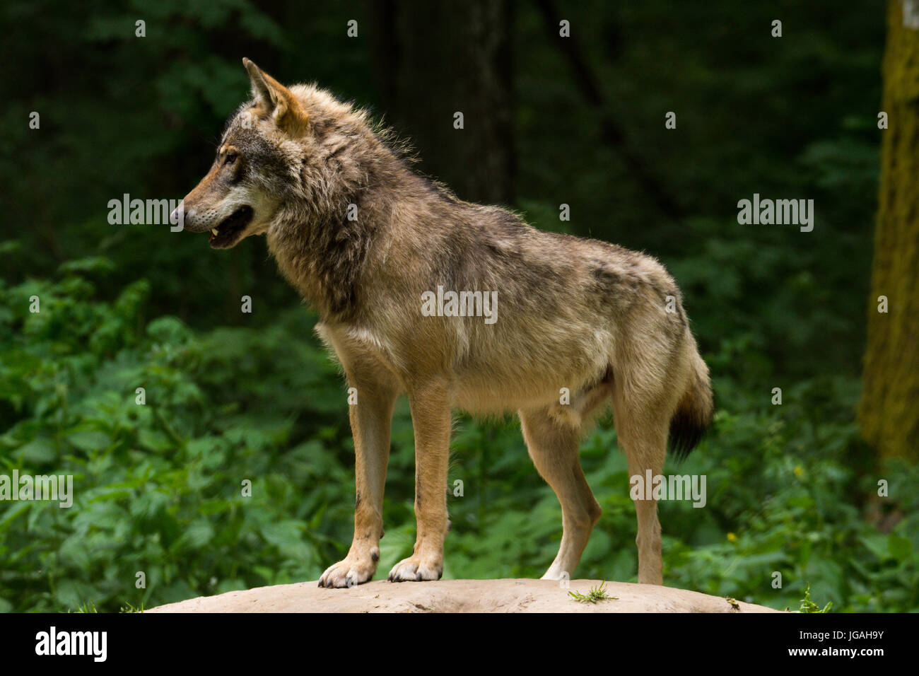 Grey Wolf (Canis lupus Stock Photo - Alamy