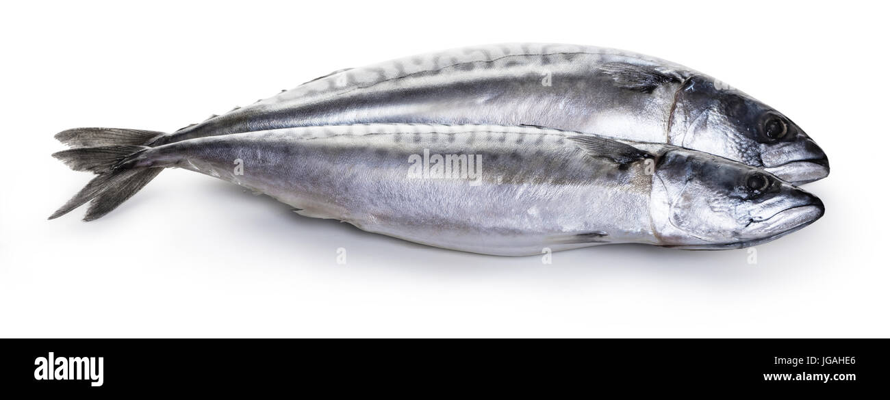 Raw mackerel fish on white isolated background Stock Photo - Alamy