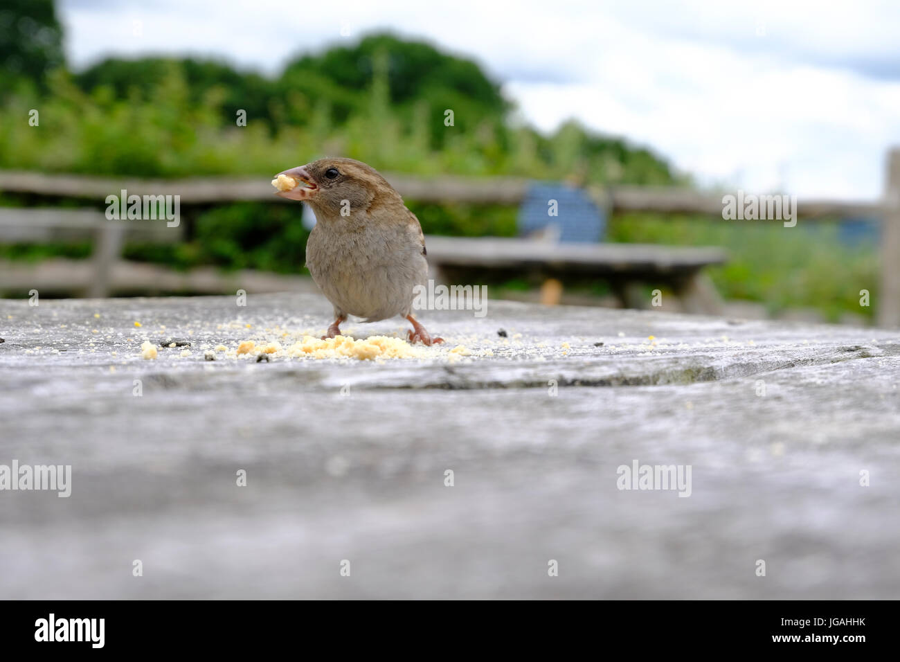 Sussex, UK. Common Sparrow picking up crumbs left on a picnic table ...
