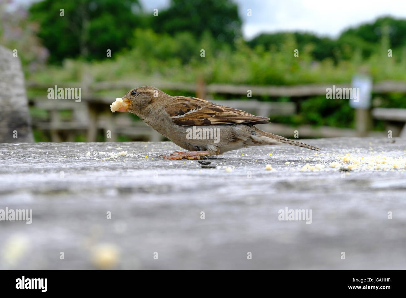 Sussex, UK. Common Sparrow picking up crumbs left on a picnic table ...