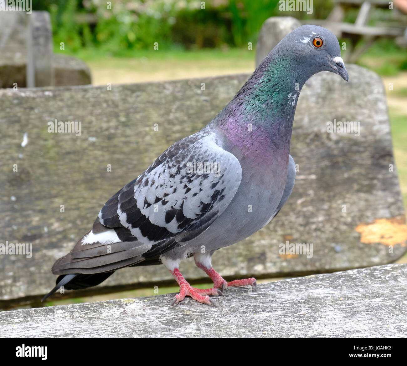 Sussex, UK. Wood Pigeon standing on picnic table looking for food Stock ...