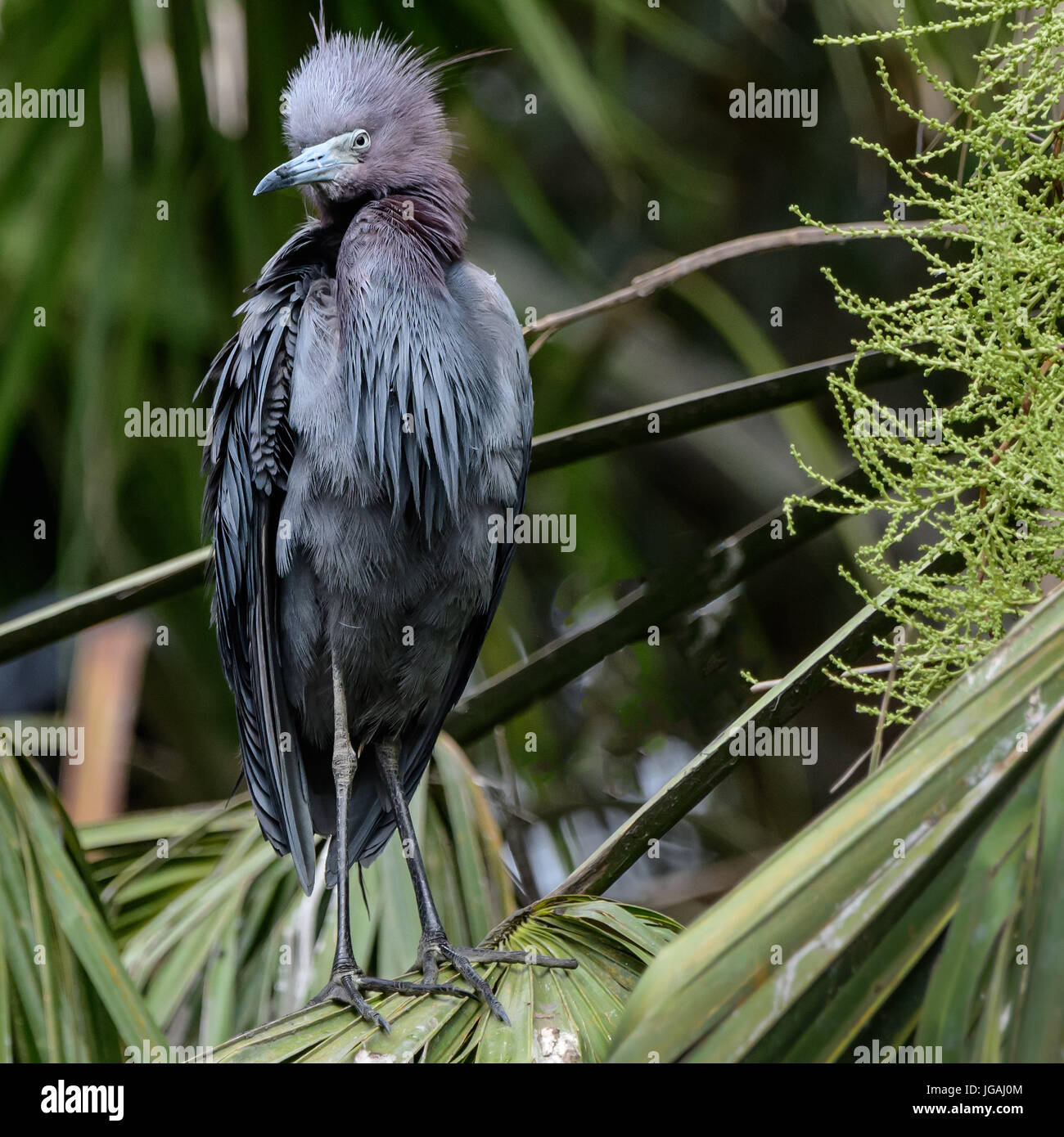 Heron like bird hi-res stock photography and images - Alamy