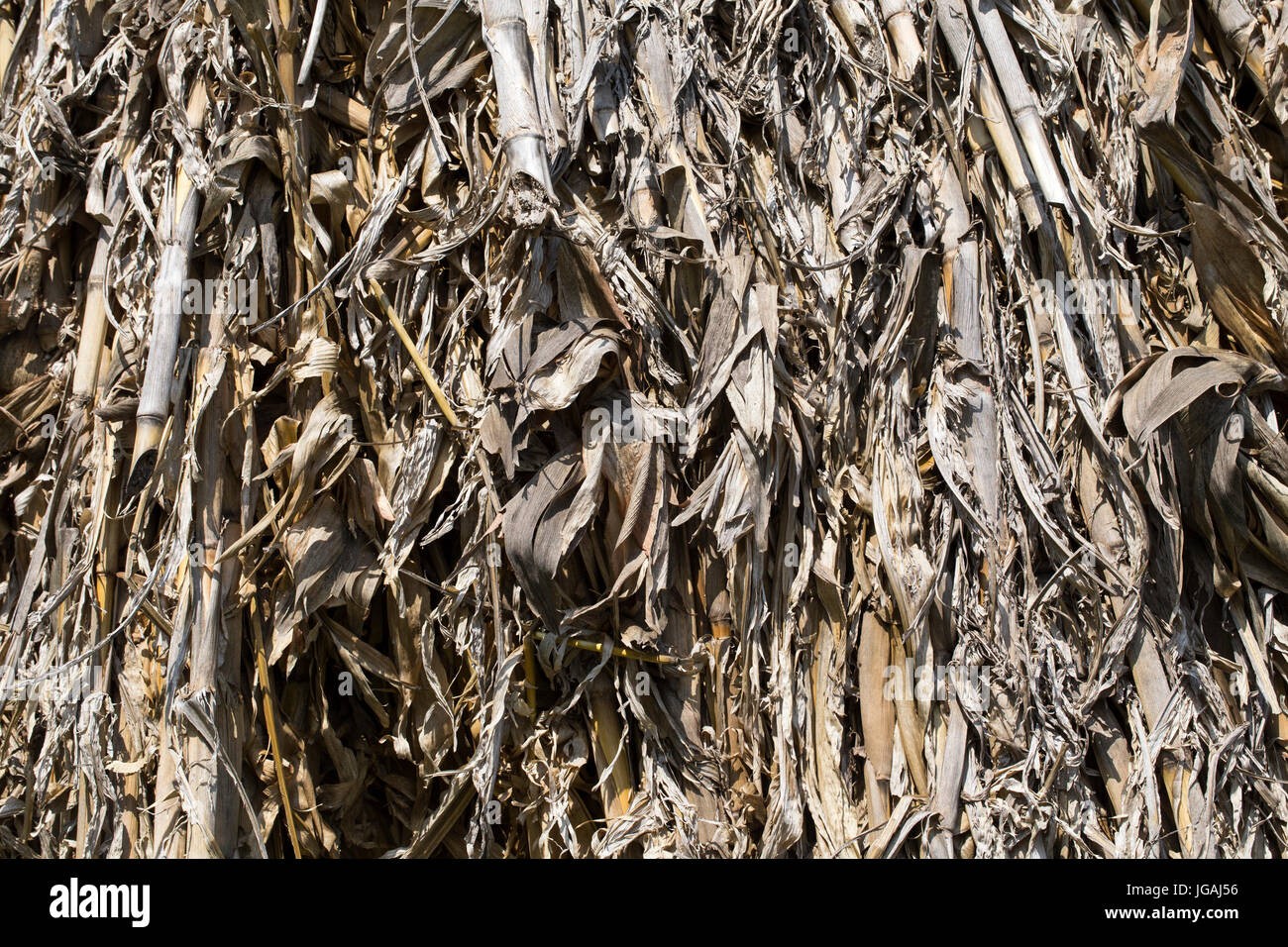 Close up of corn stalks. Whole background Stock Photo - Alamy
