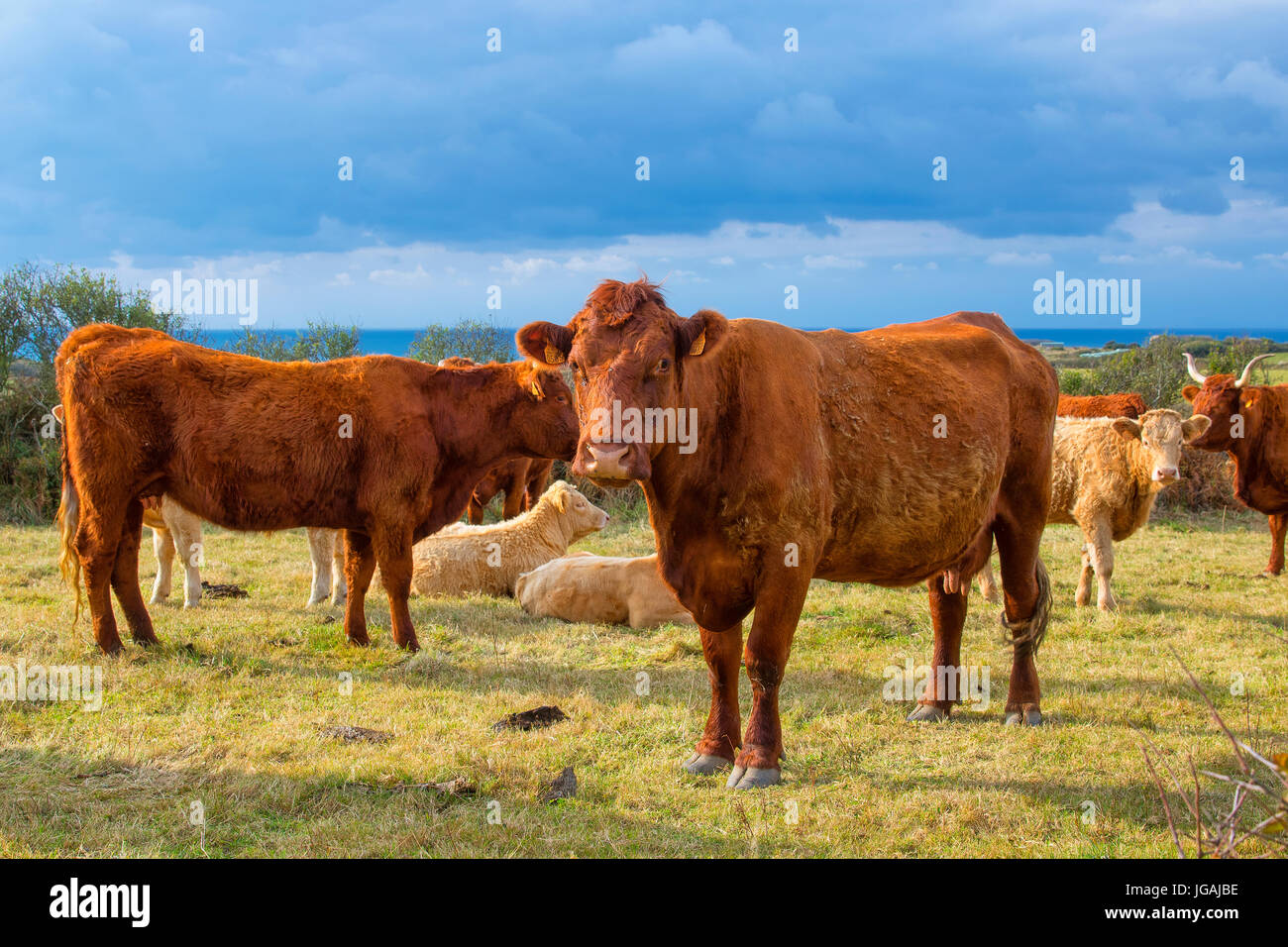 Cows in Cotentin peninsula Stock Photo - Alamy